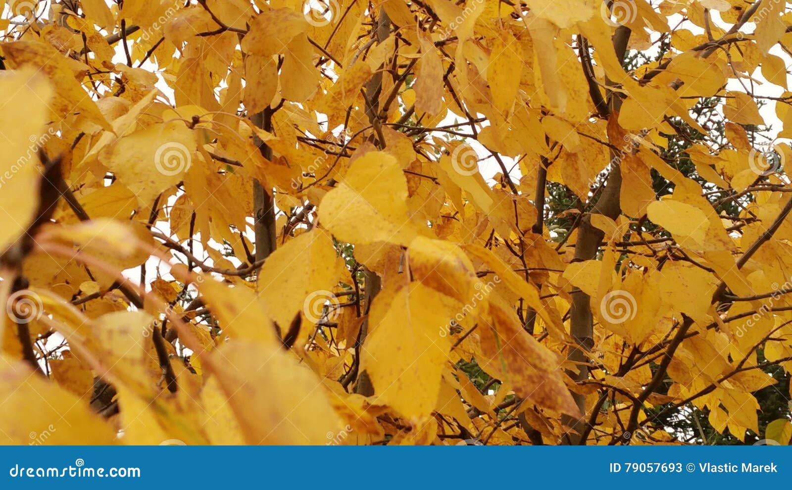 Fall yellow leaves Alaska stock image. Image of alaska - 79057693