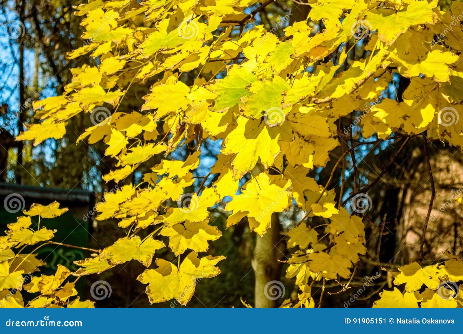 Fall yellow leaves on tree stock image. Image of fineart - 91905151