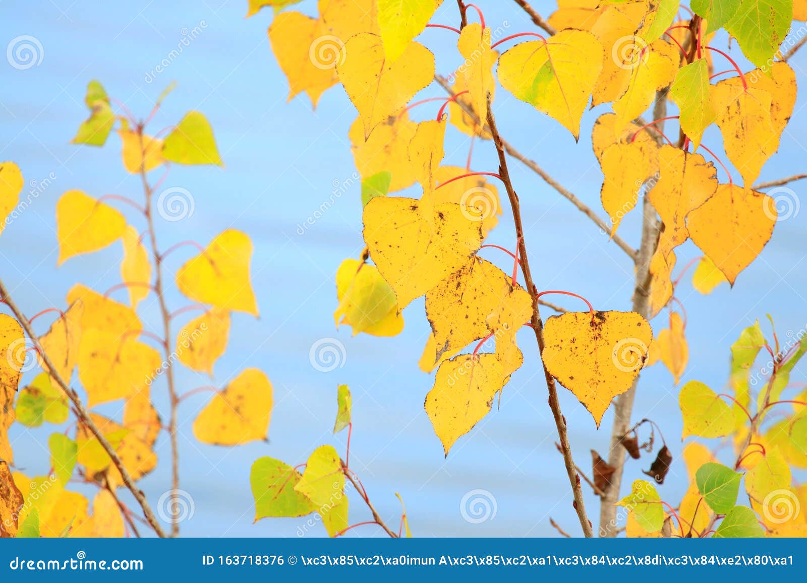Fall yellow leaves on tree stock photo. Image of colorful - 163718376