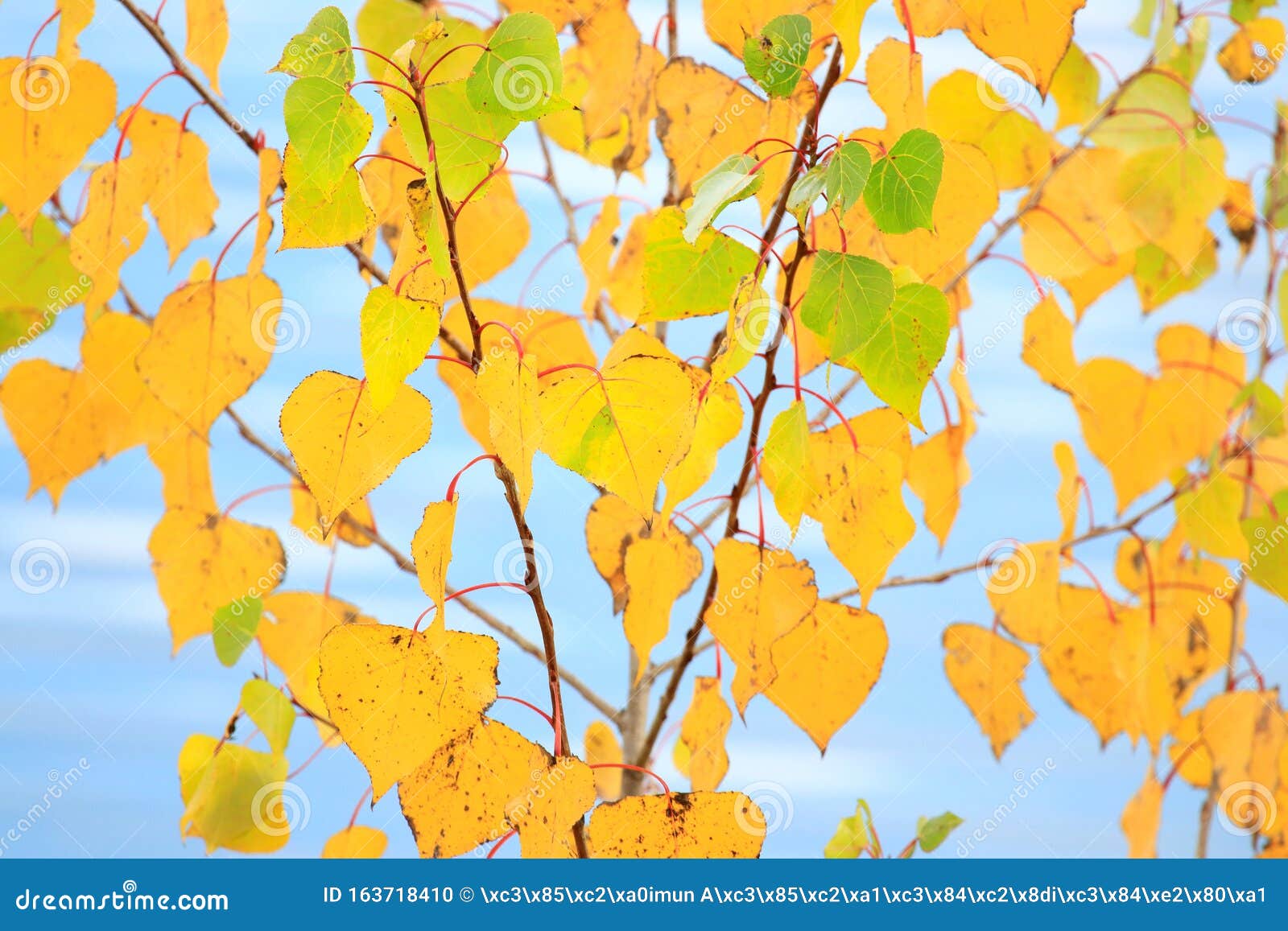 Fall yellow leaves on tree stock photo. Image of lake - 163718410