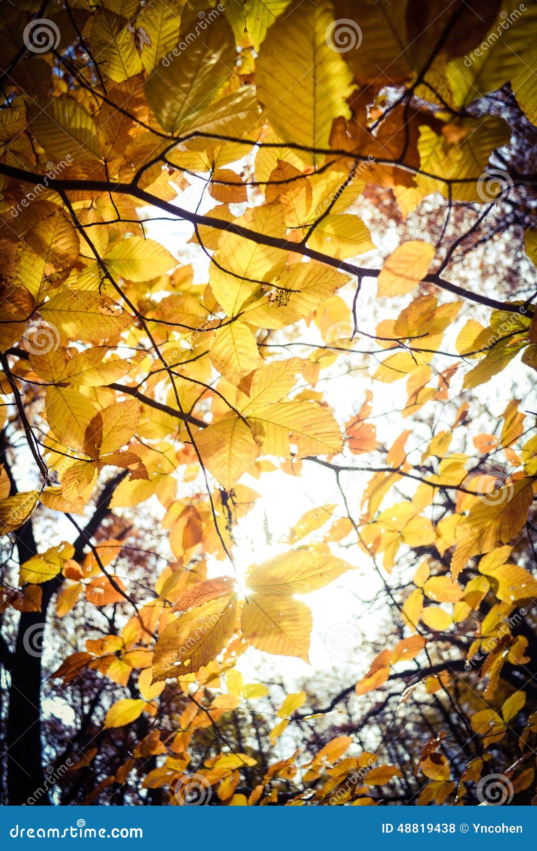 Fall Yellow Leaves on Tree stock photo. Image of branches - 48819438