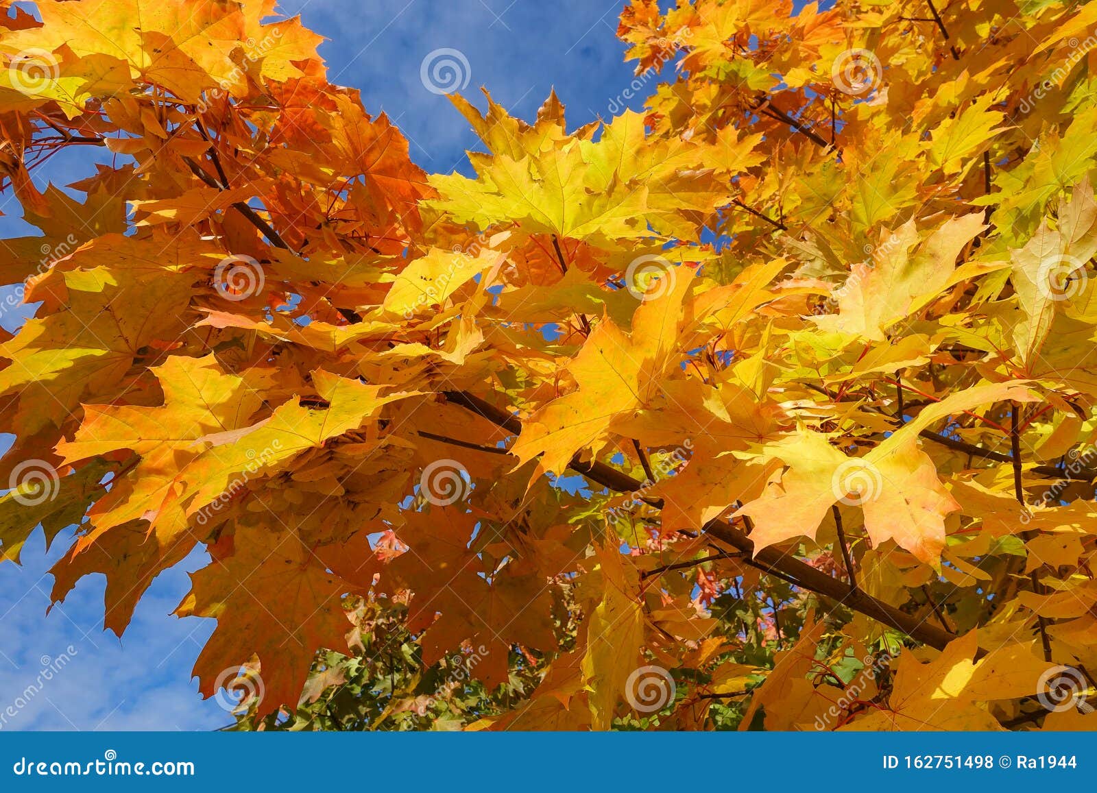 Fall Yellow Maple Leaves in the Blue Sky Stock Photo - Image of leaf ...