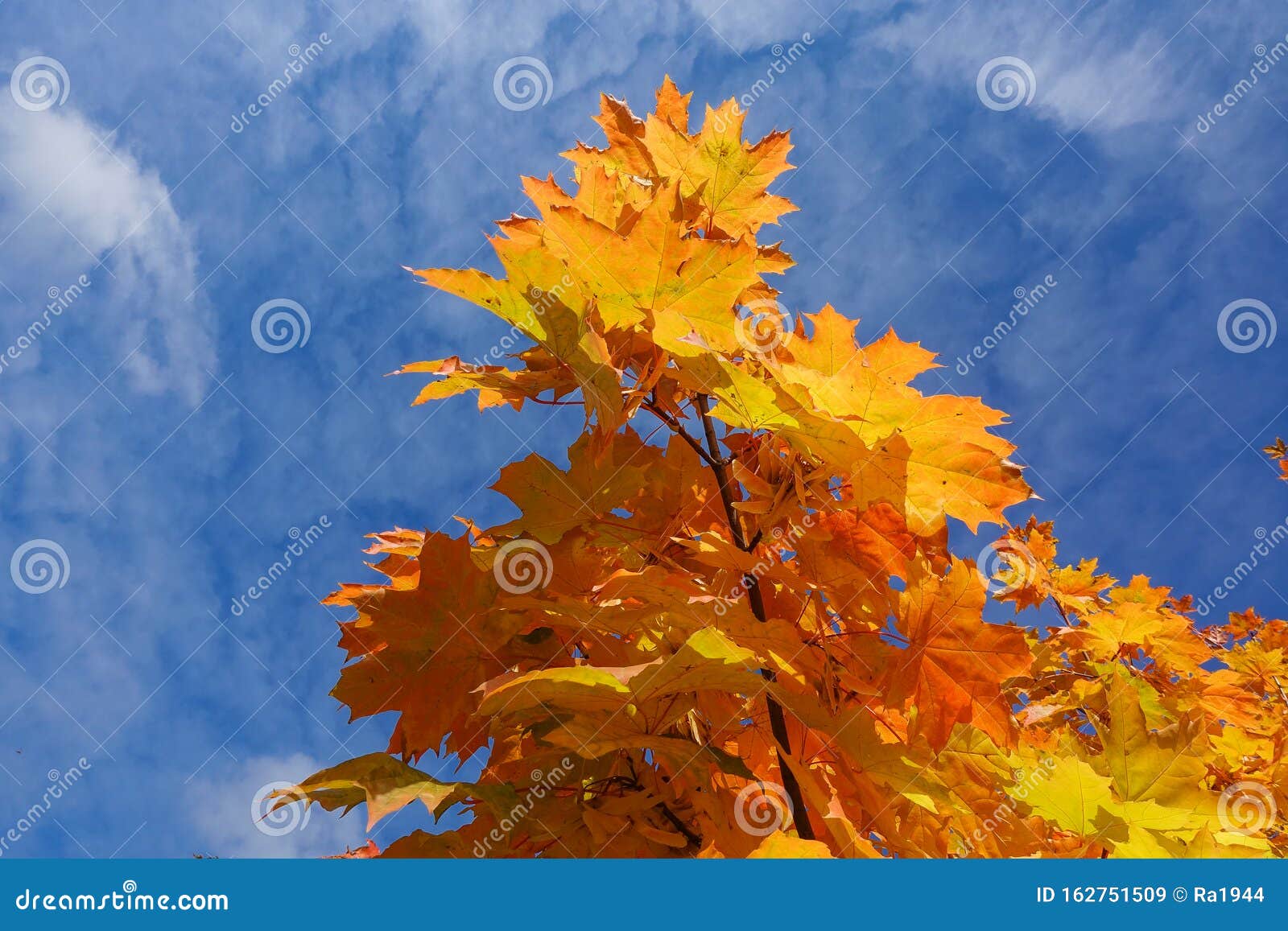 Fall Yellow Maple Leaves in the Blue Sky Stock Image - Image of ...