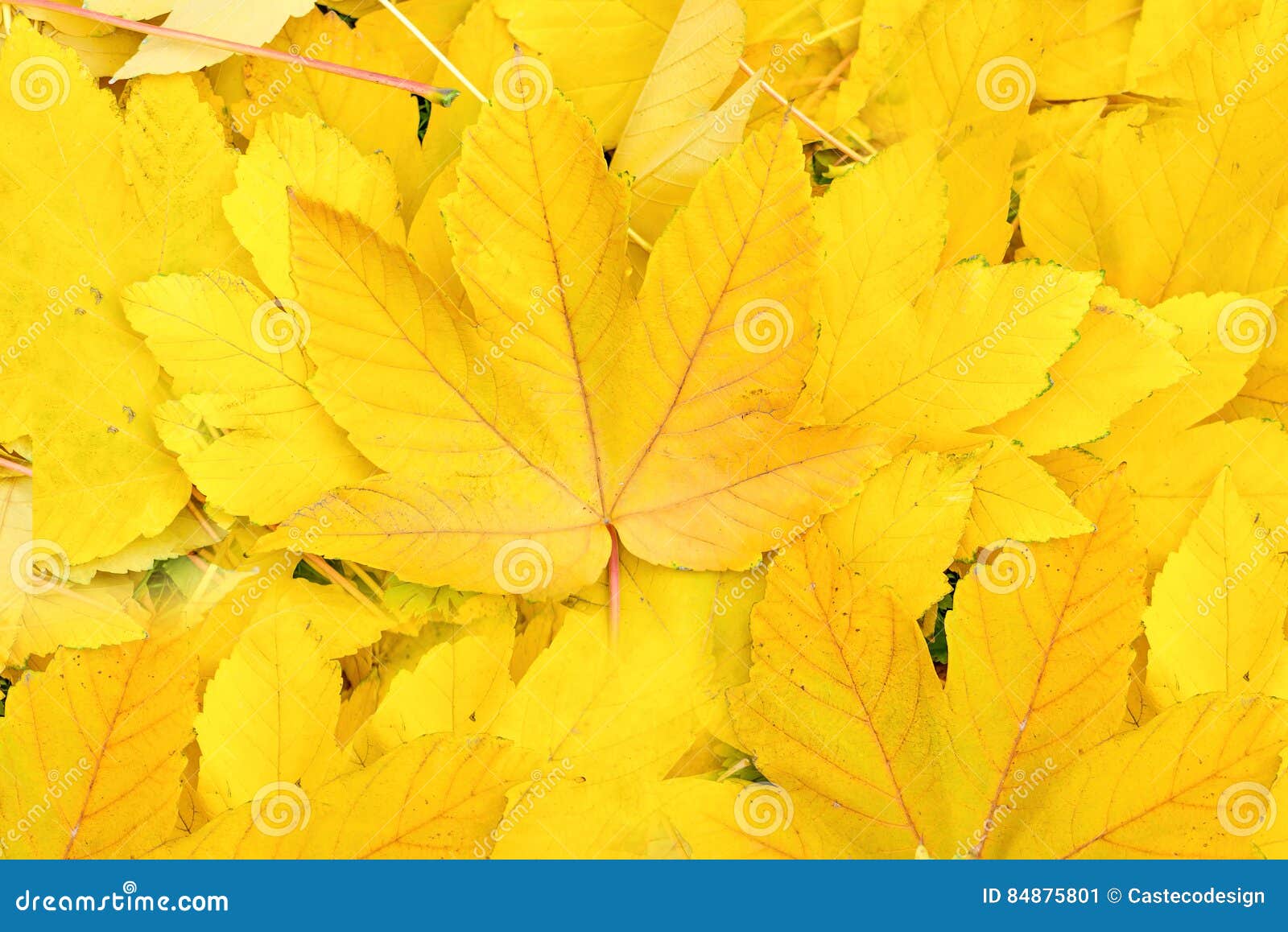 Fall Yellow Maple Leaves Close Up Stock Image - Image of detail, gold ...