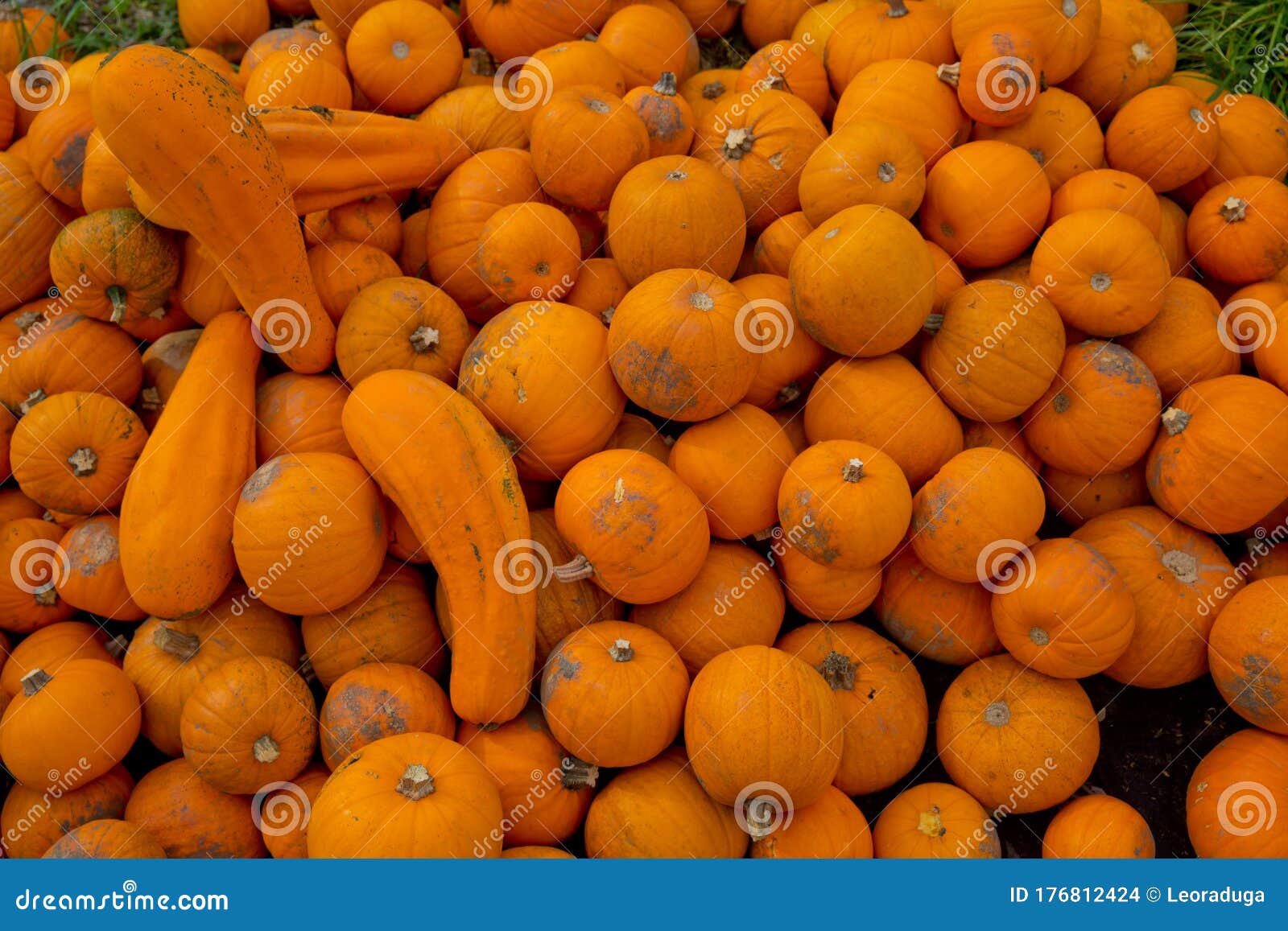 Fall Yellow Pumpkins Background. Stock Photo - Image of farm ...