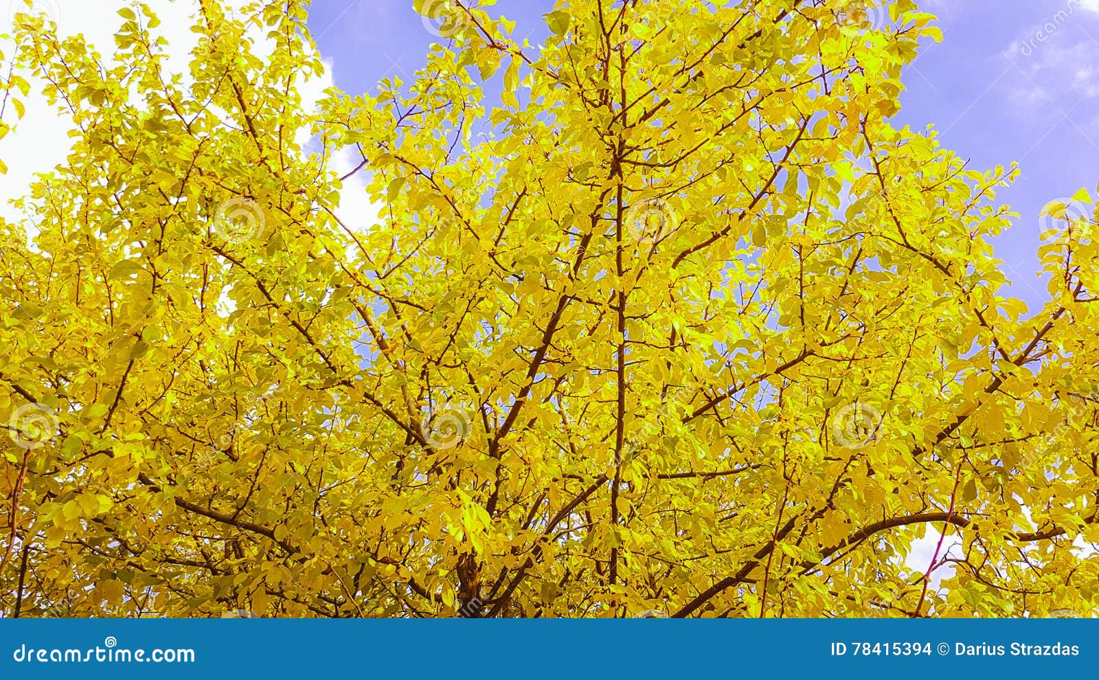 Fall yellow tree stock photo. Image of forest, tree, foliage - 78415394