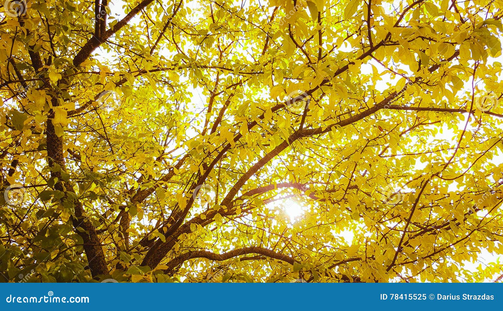 Fall yellow tree stock image. Image of landscape, color - 78415525