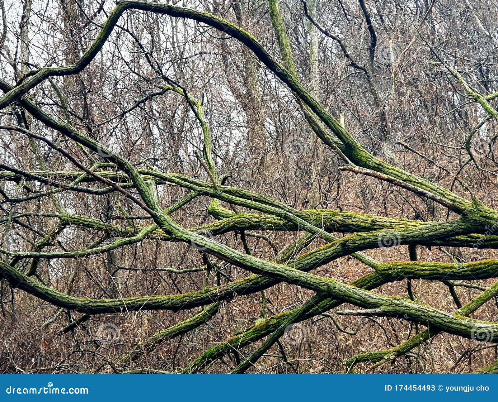 Falled Green Tree Branches with Brown Standing Trees Stock Image ...