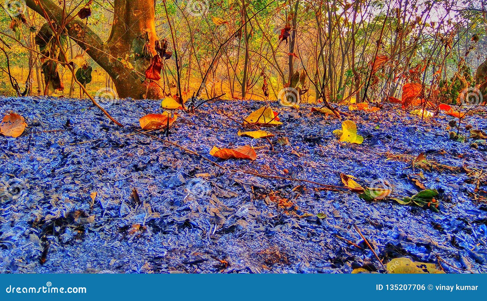 Falled leafs stock photo. Image of leafs, forest, falled - 135207706