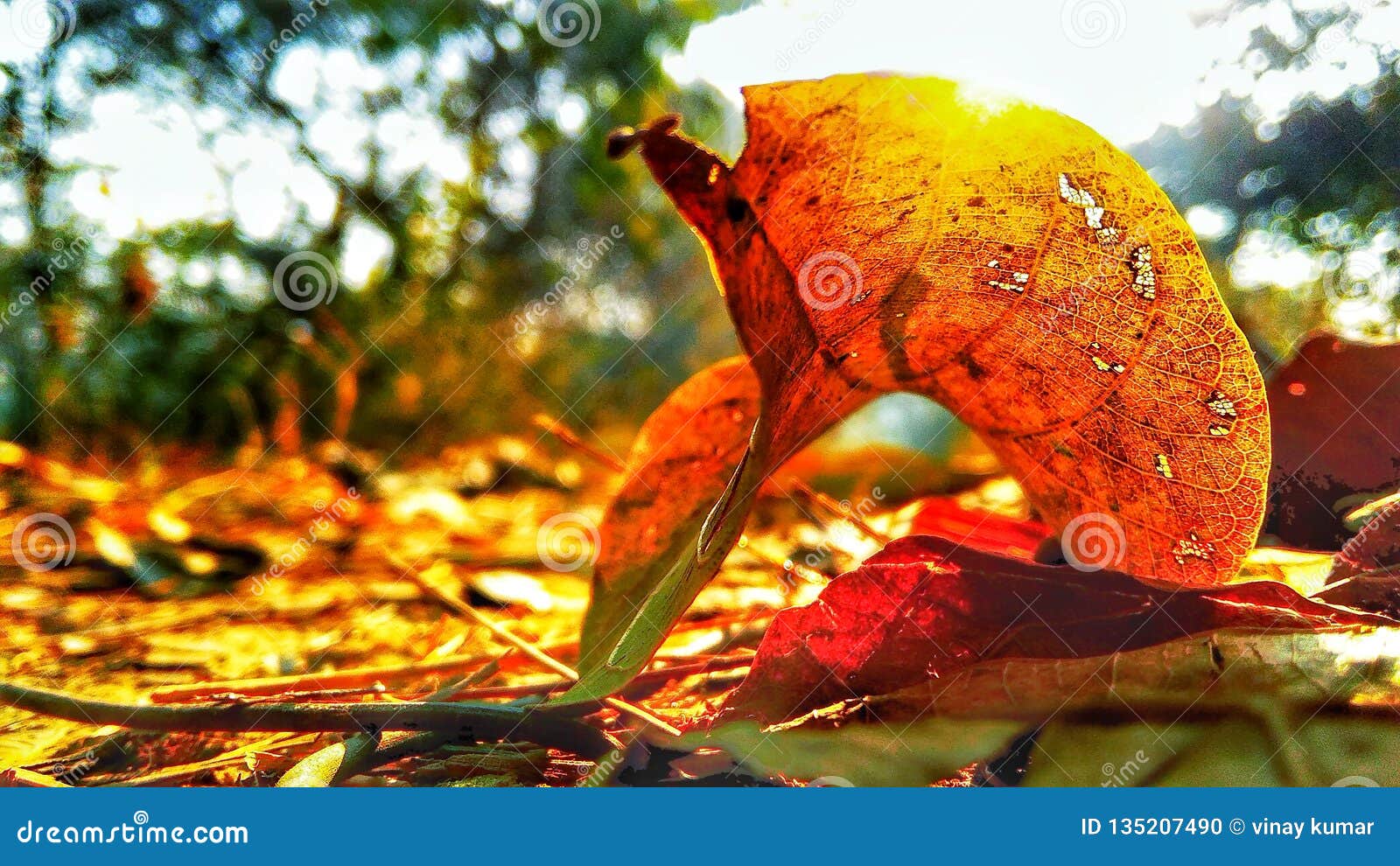 Falled leaf stock photo. Image of leaf, winter, ground - 135207490