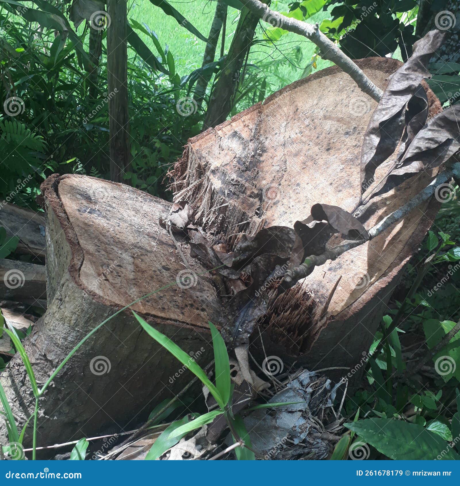 Falled tree base stock image. Image of base, green, tree - 261678179