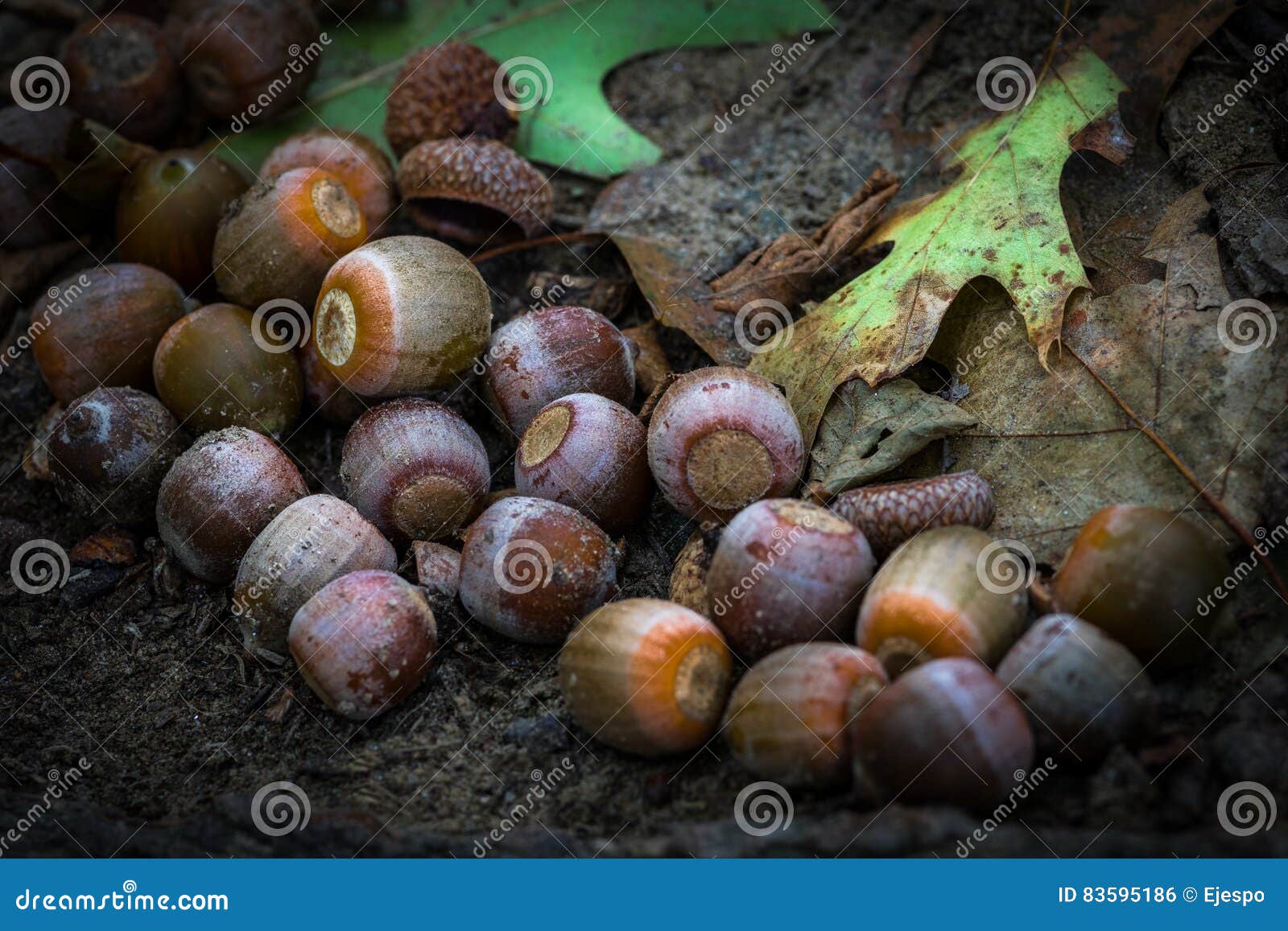 Fallen Acorns stock photo. Image of autumn, conway, bunch - 83595186