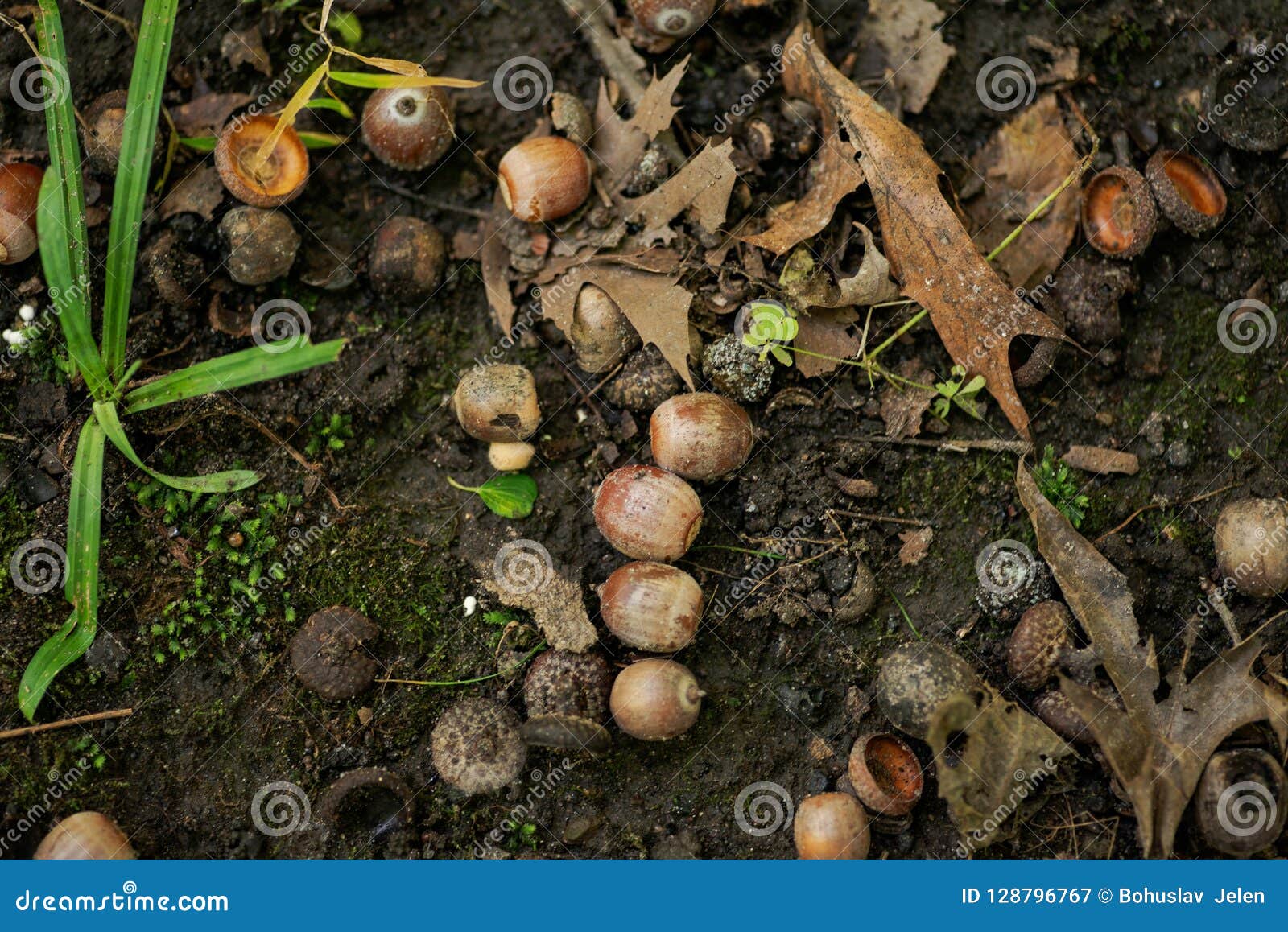 Fallen Acorns Under Oak Tree in Forest Stock Image - Image of macro ...