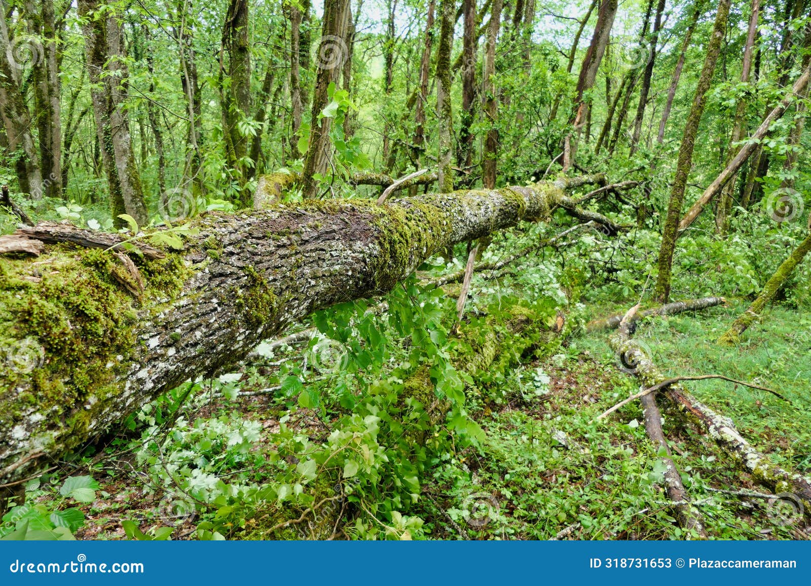 Fallen Ancient Oak Tree stock image. Image of tree, roots - 318731653