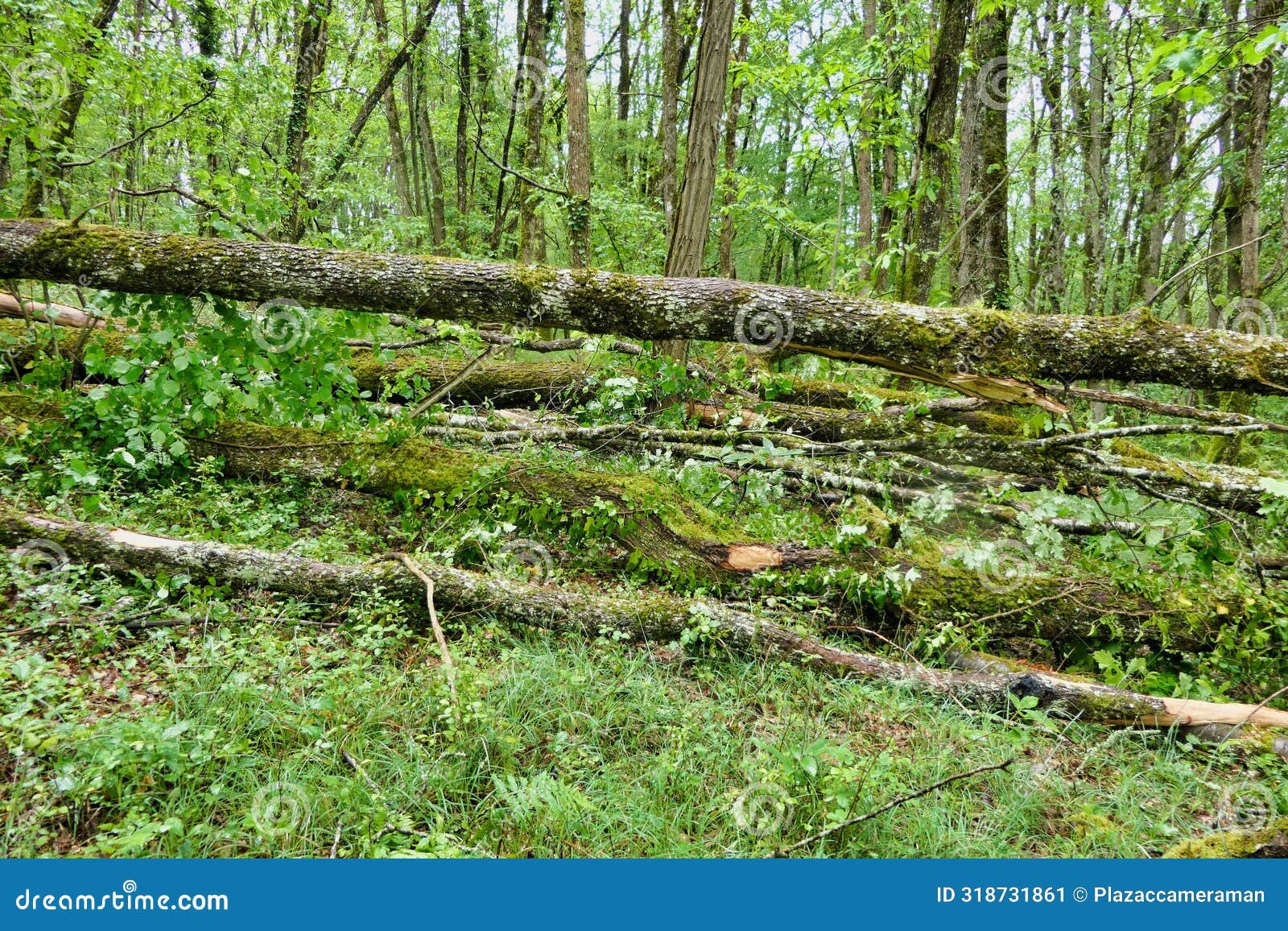Fallen Ancient Oak Tree stock image. Image of storm - 318731861
