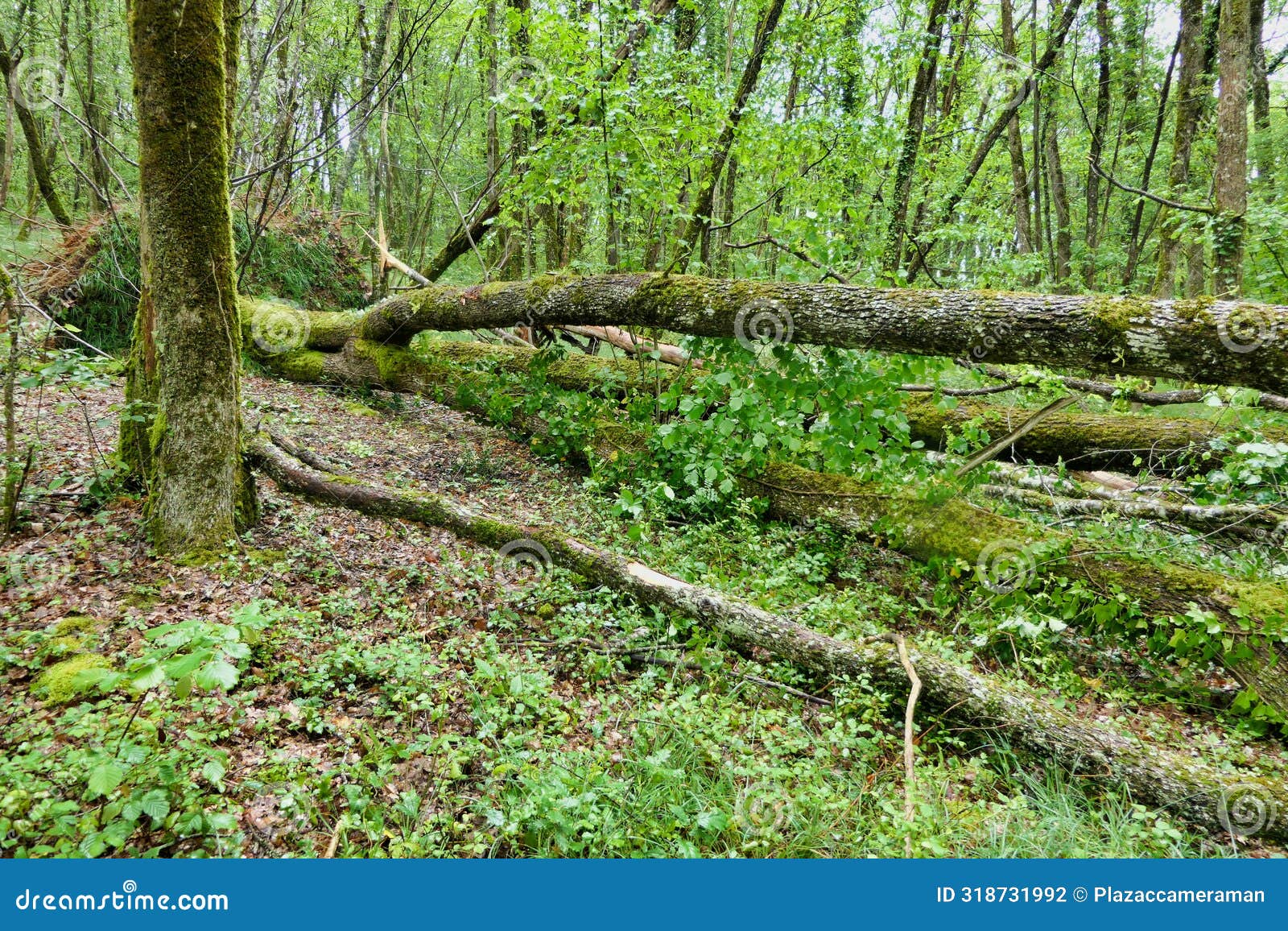 Fallen Ancient Oak Tree stock photo. Image of green - 318731992