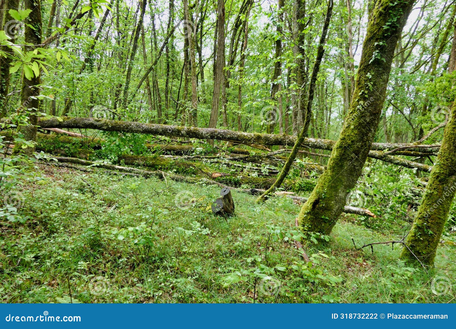 Fallen Ancient Oak Tree stock photo. Image of dead, outdoors - 318732222