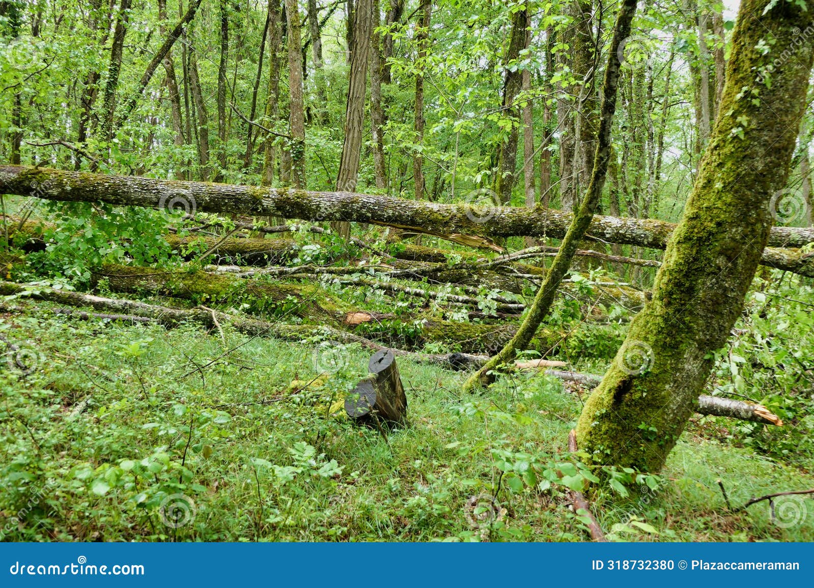 Fallen Ancient Oak Tree stock photo. Image of dead, outdoor - 318732380