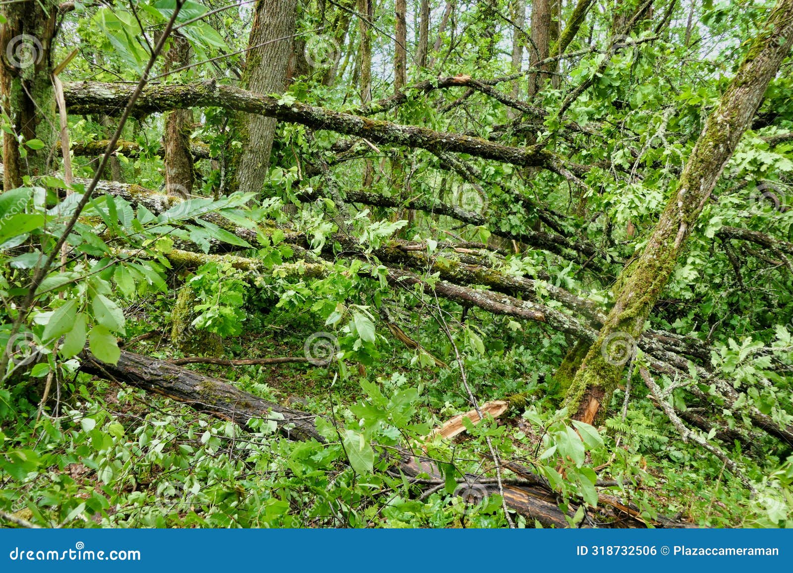 Fallen Ancient Oak Tree stock photo. Image of fallen - 318732506