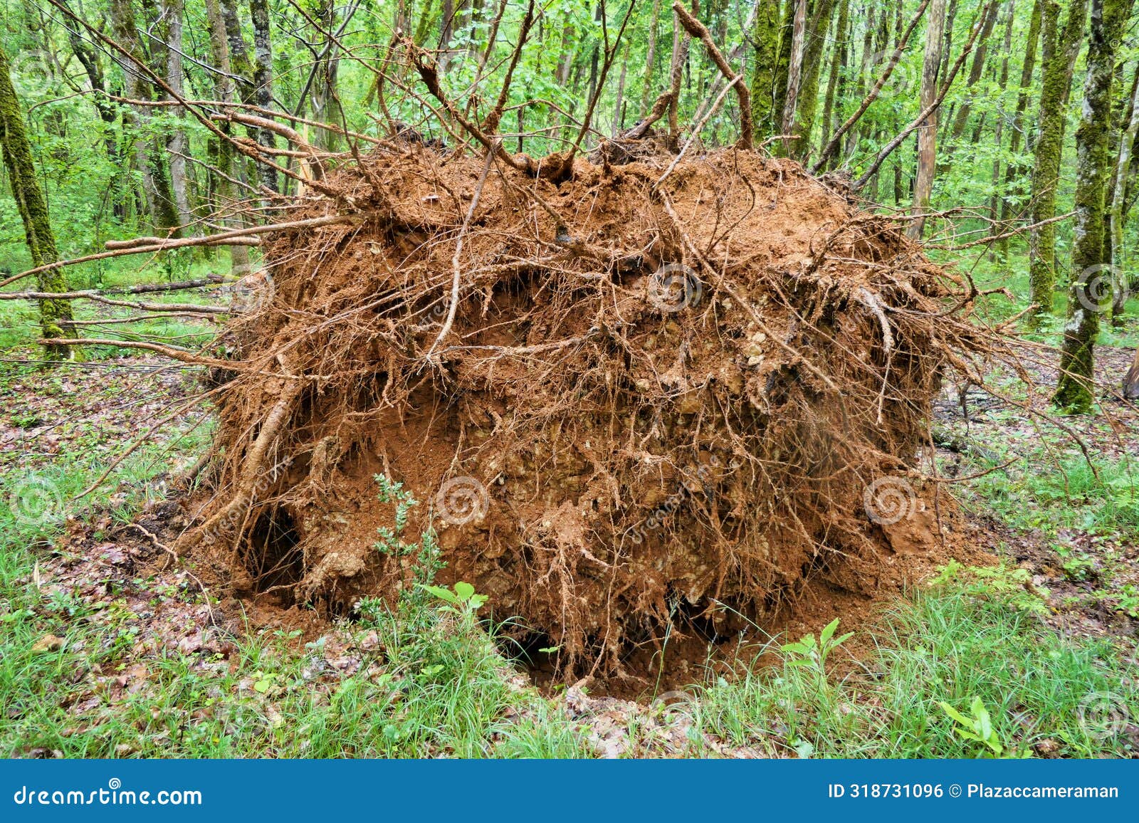 Fallen Ancient Oak Tree stock photo. Image of wood, forest - 318731096