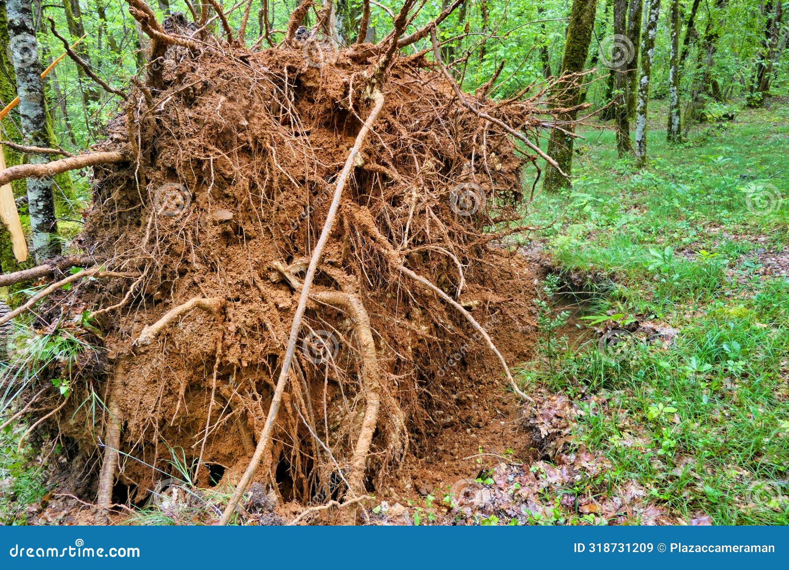 Fallen Ancient Oak Tree stock image. Image of damage - 318731209