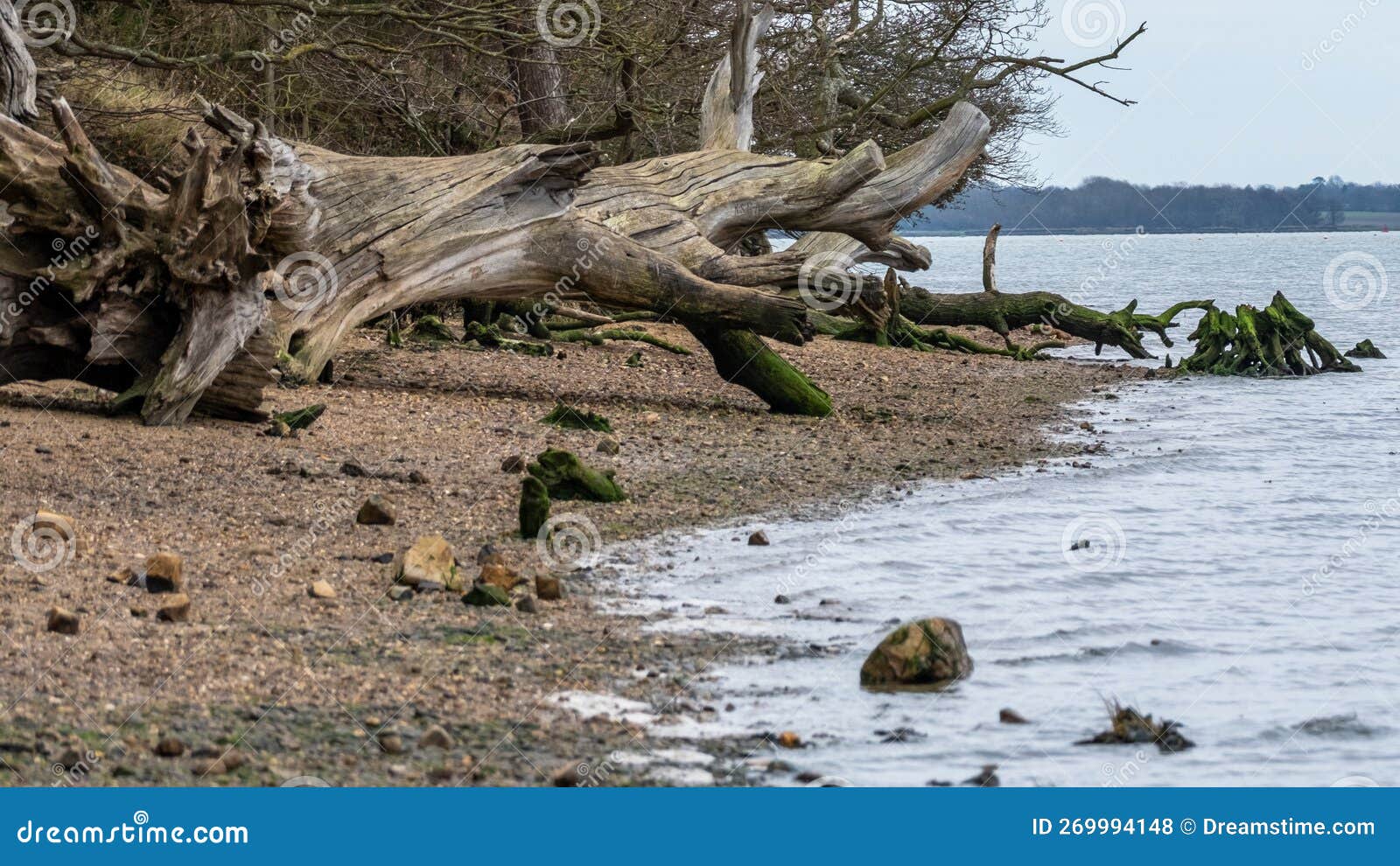Fallen Ancient Tree on the Riverbank Stock Photo - Image of outdoors ...