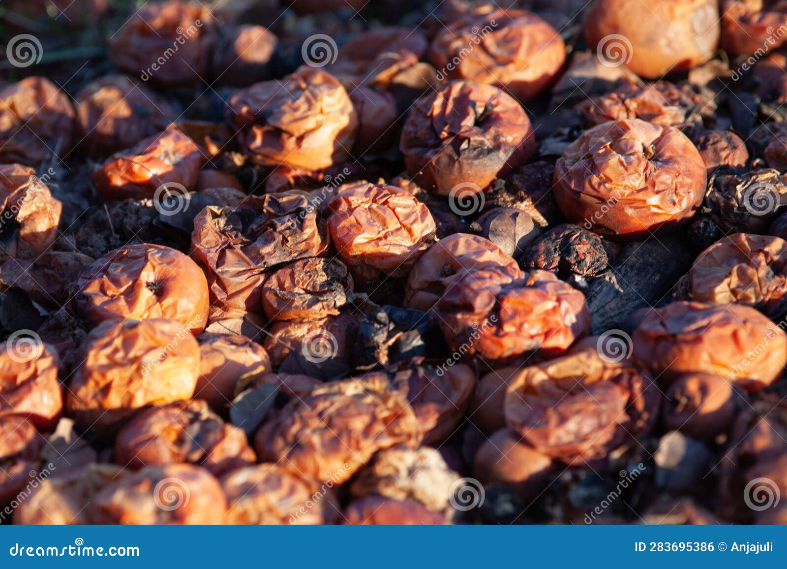 Fallen Apple Fruits Rot on Ground Stock Photo - Image of cuisine, meat ...