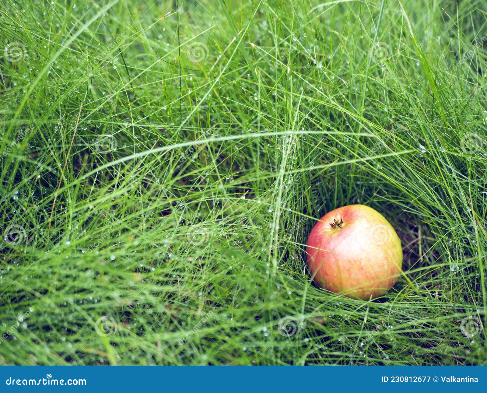Fallen Apple on the Ground with Dew Drops on the Grass. Fruit Harvest ...