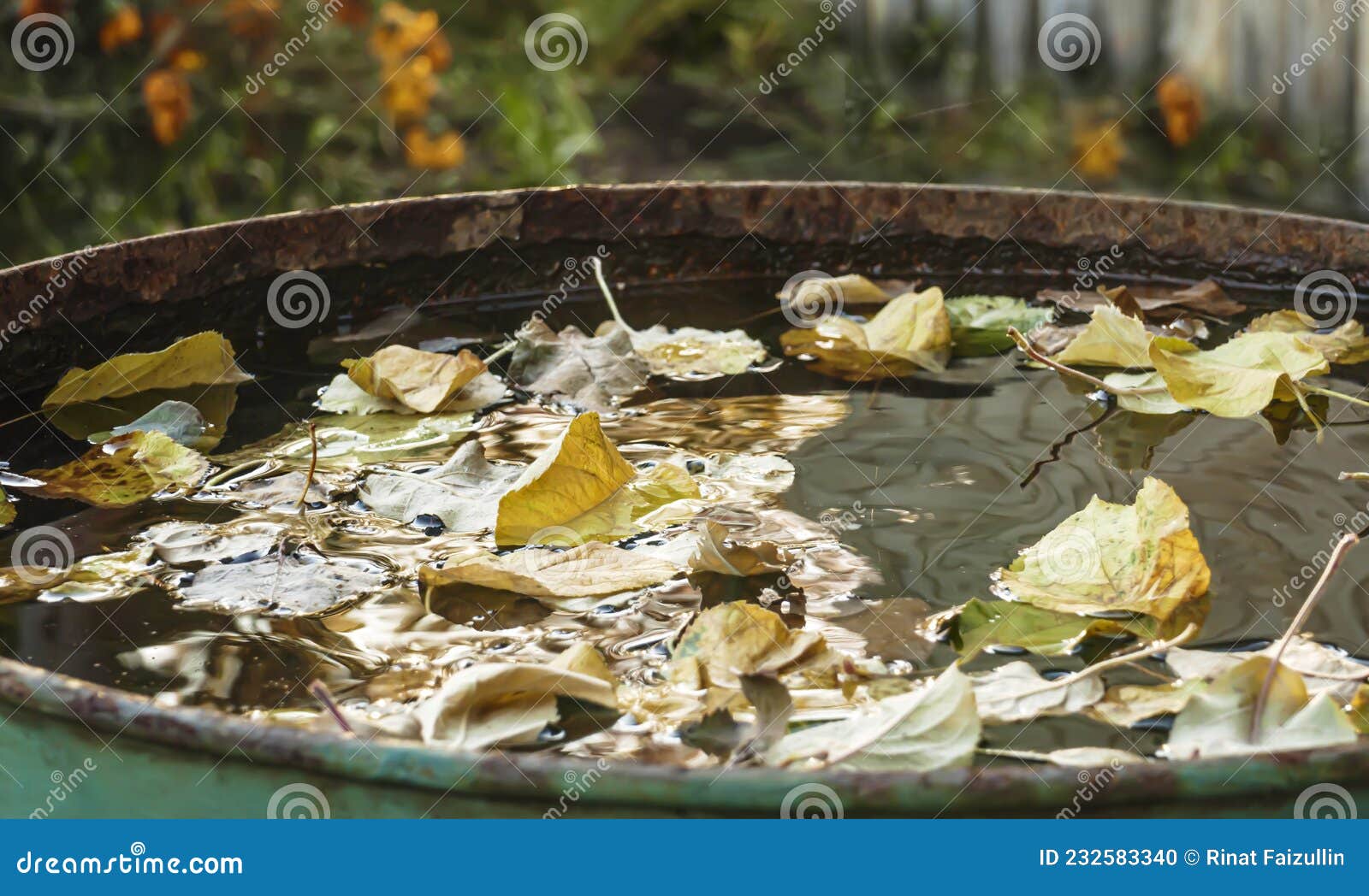 Fallen Apple Leaves Float In A Barrel Of Rainwater Stock Photo ...