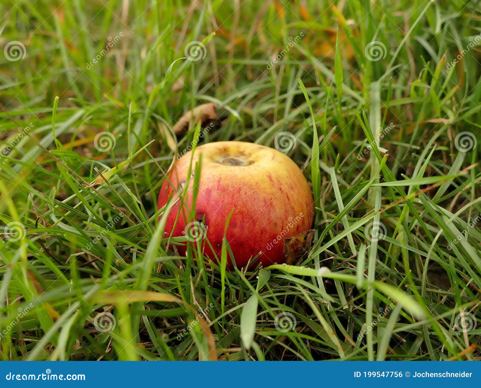 Fallen Apple at a Tree in Autum Stock Photo - Image of germany, autumn ...