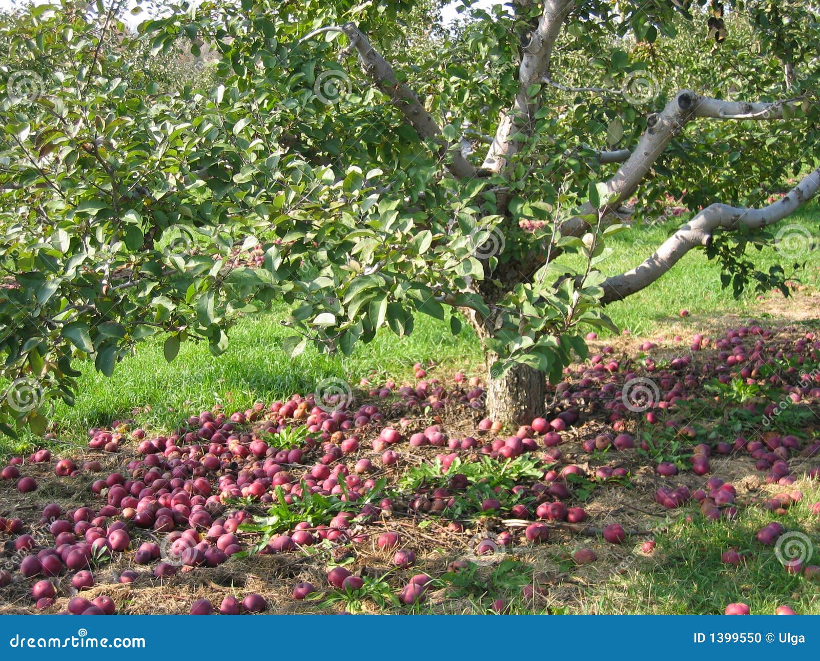 Fallen apples stock photo. Image of grow, apple, autumn - 1399550