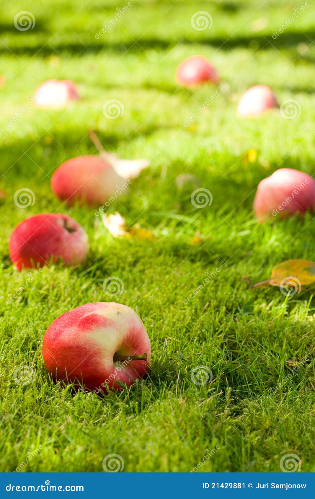 Fallen apples. stock image. Image of green, apple, falling - 21429881