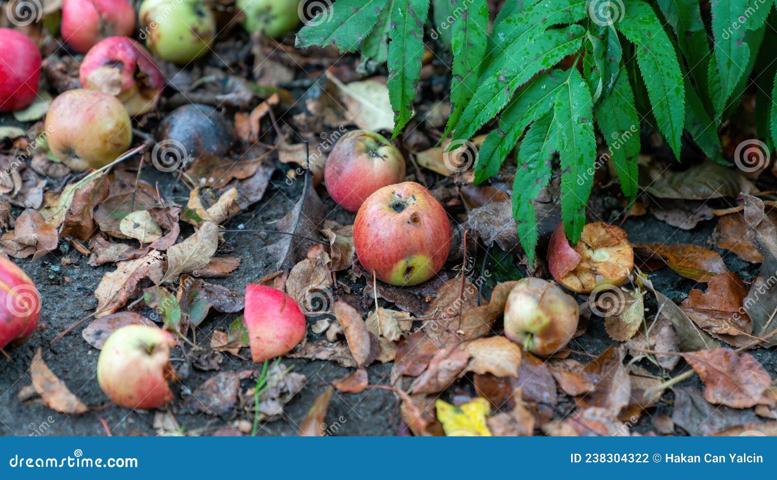 Fallen Apples from an Apple Tree Laying on the Ground Stock Photo ...