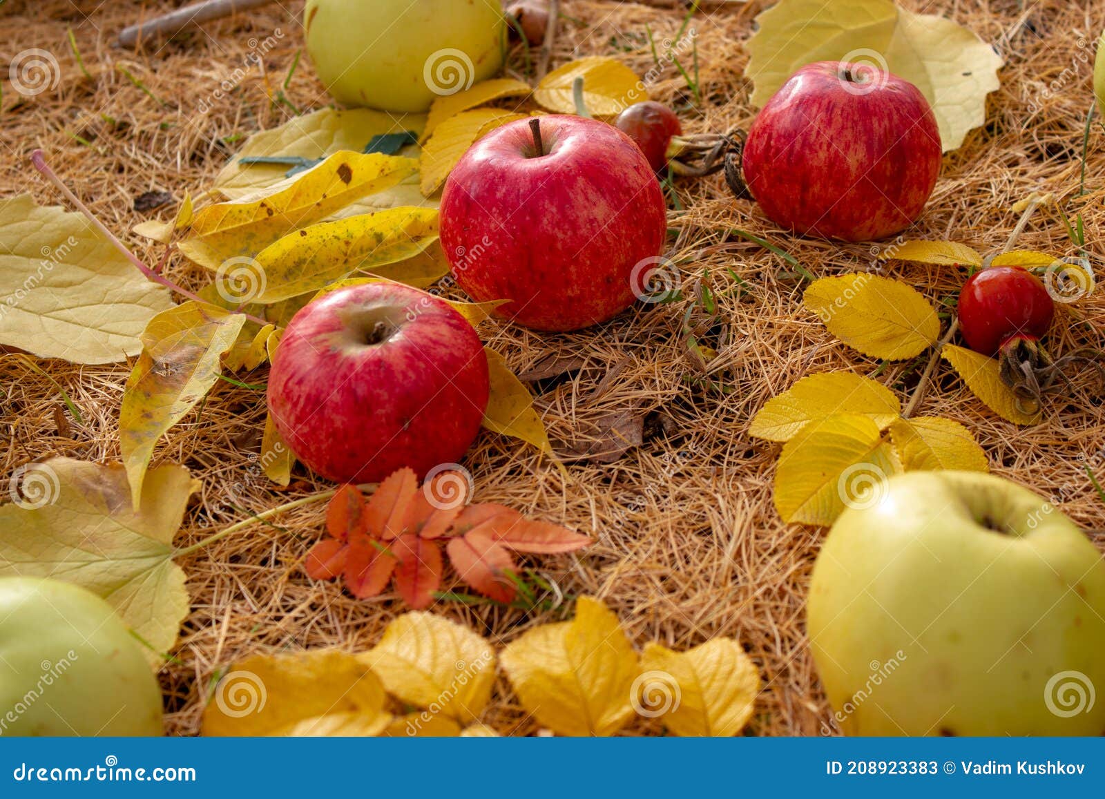 Fallen apples stock image. Image of cuisine, vegetable - 208923383