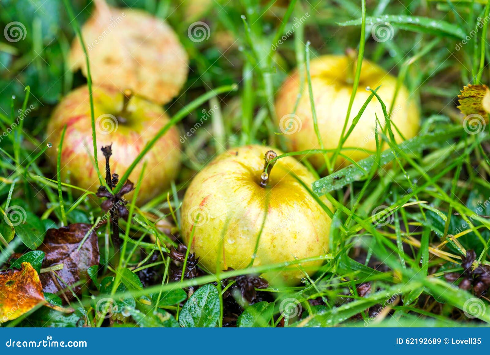 Fallen apples stock image. Image of natural, tree, nature - 62192689