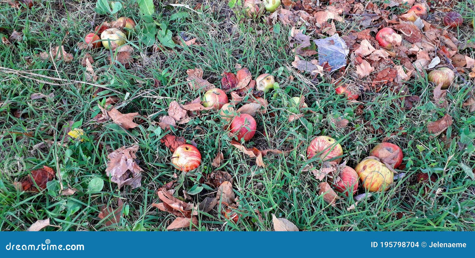 Fallen Apples on Grass Start Rotting. Stock Photo - Image of nature ...