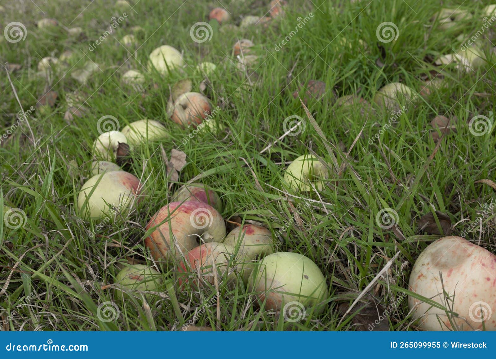 Fallen apples on ground stock image. Image of grass - 265099955