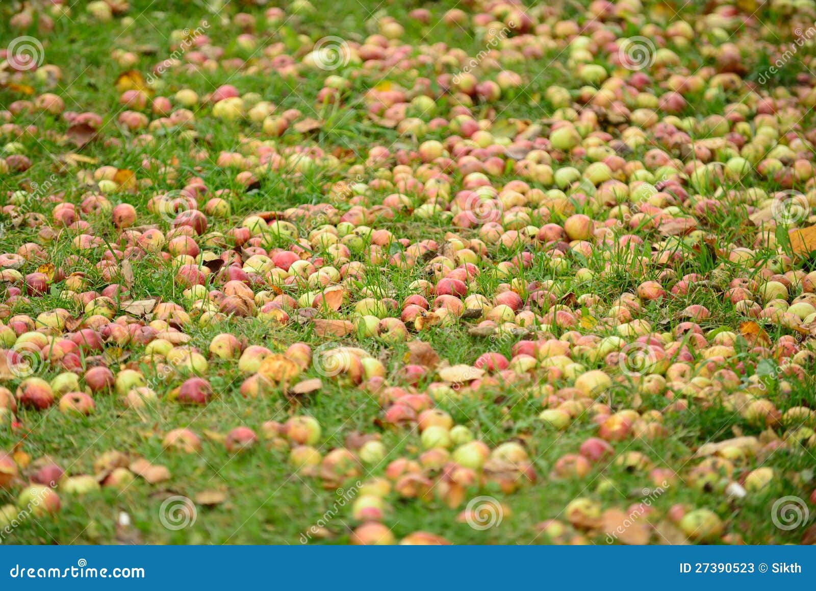 Fallen Apples On The Ground In Autumn Stock Image - Image of group ...