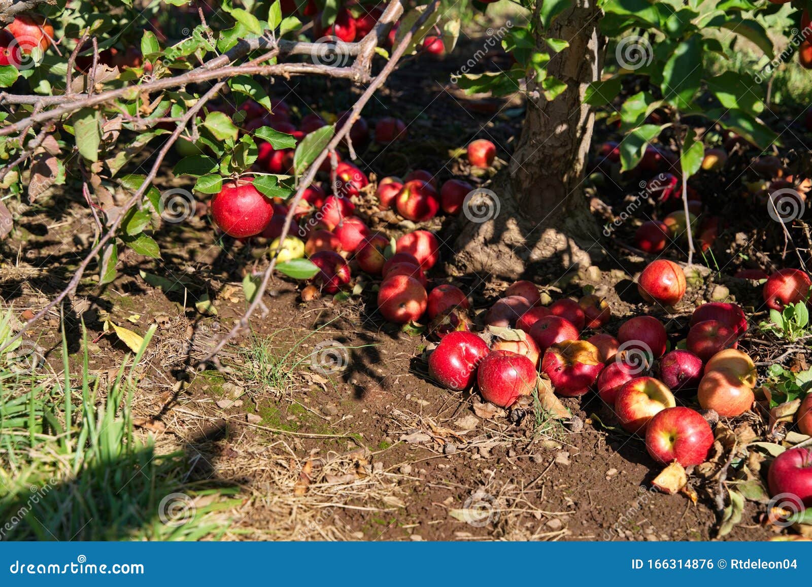 Fallen apples on ground stock photo. Image of health - 166314876
