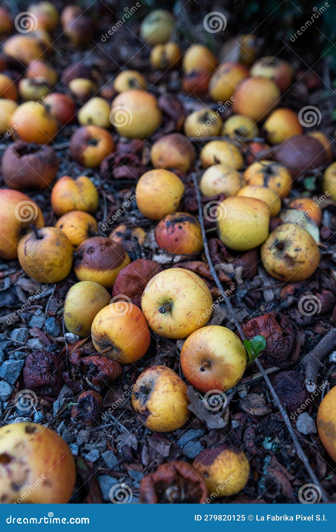Fallen apples stock image. Image of environment, gardening - 279820125