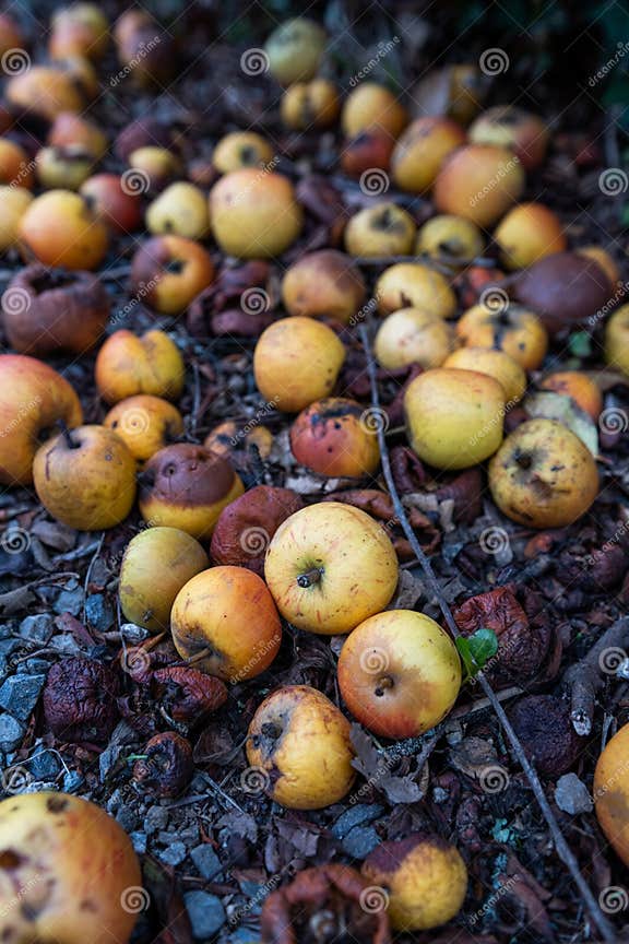 Fallen apples stock image. Image of environment, gardening - 279820125