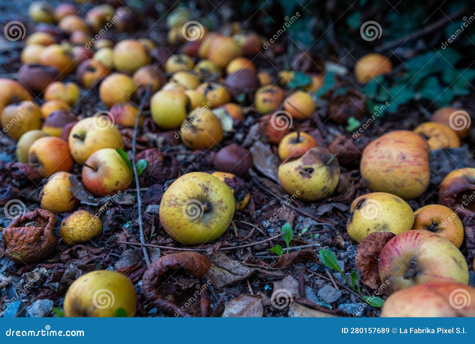 Fallen apples stock image. Image of rotting, food, horticulture - 280157689