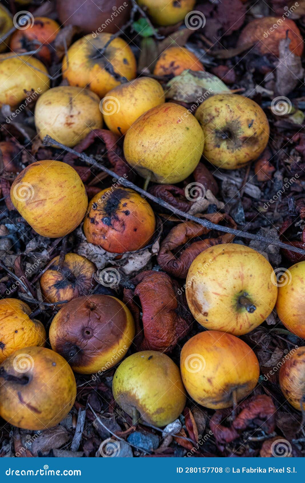 Fallen apples stock photo. Image of fallen, spoiled - 280157708