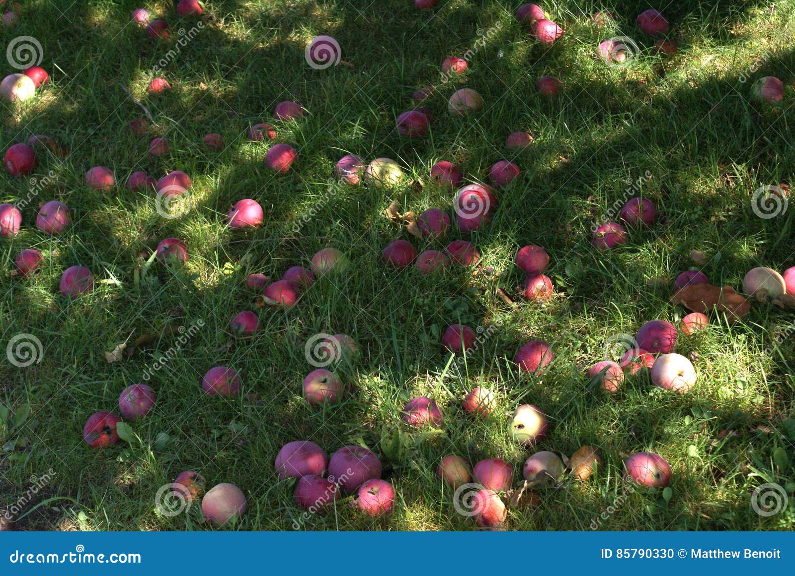The Fallen Apples stock photo. Image of apple, juicy - 85790330