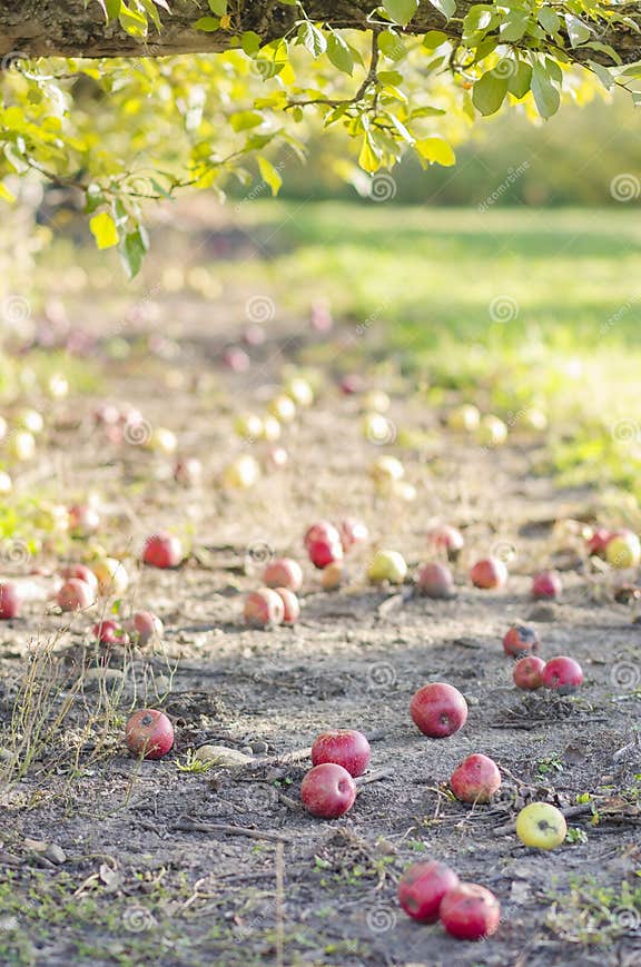 Fallen Apples Under an Apple Tree Stock Photo - Image of ripe, organic ...