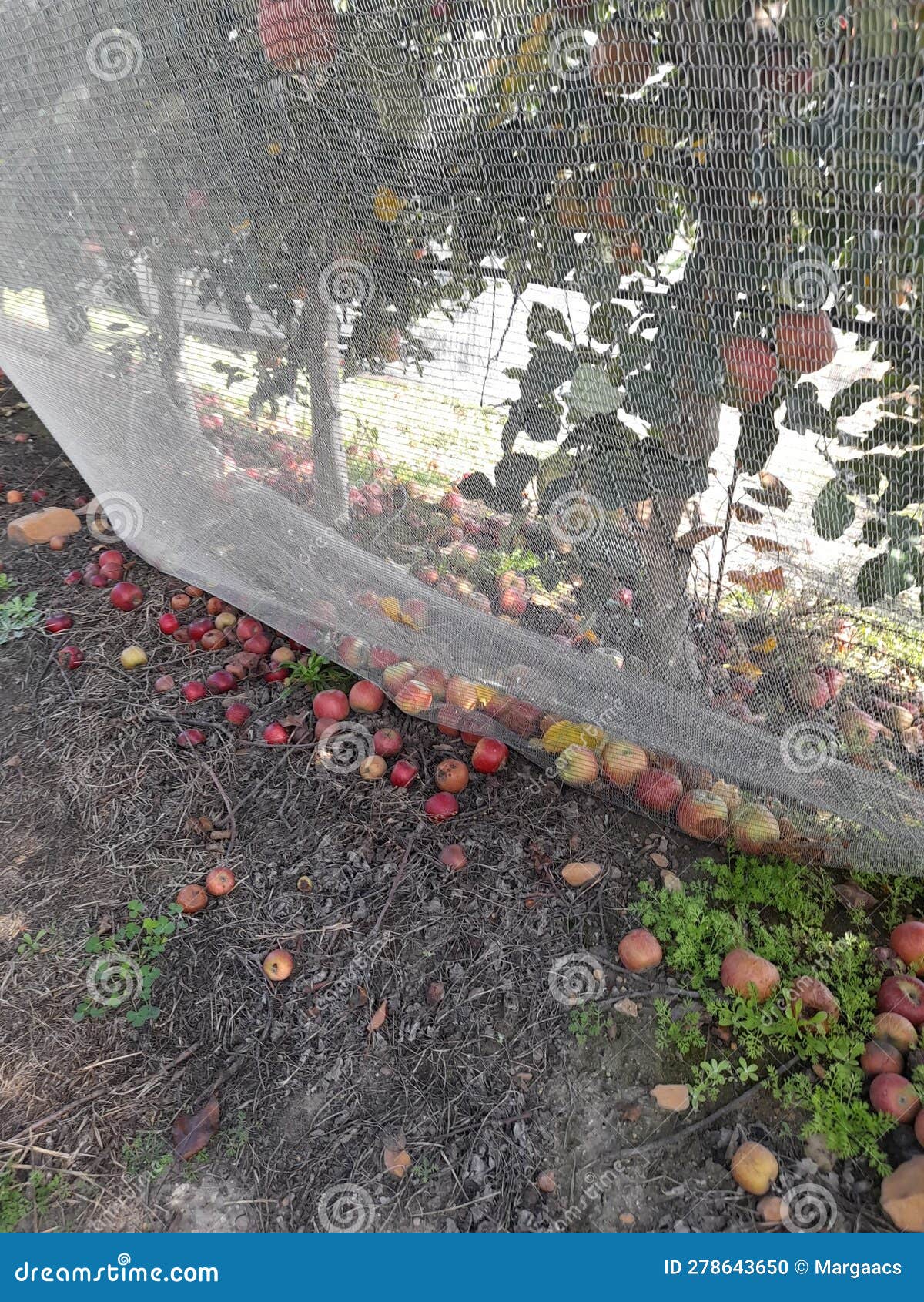 Fallen Apples Under Orchard Trees Stock Photo - Image of fallen ...