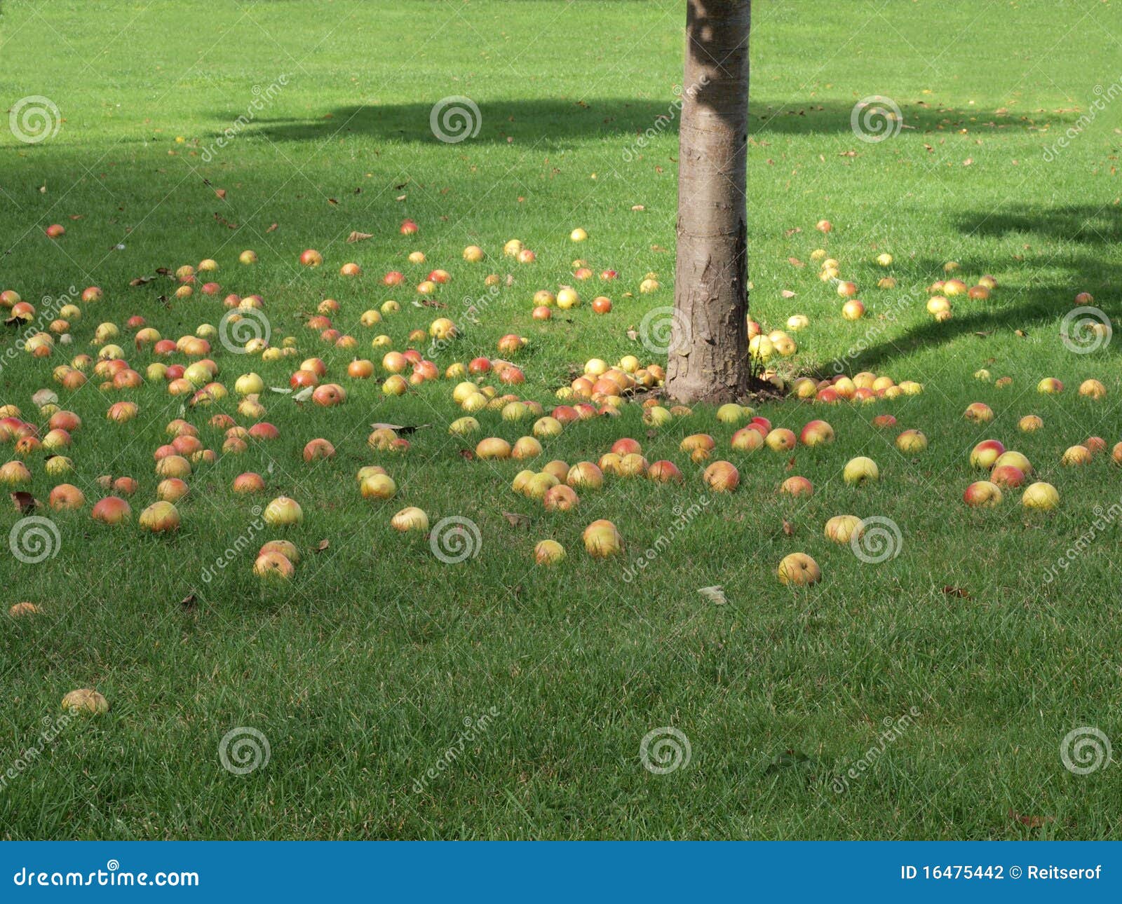 Fallen Apples On Grass Start Rotting. Stock Photography | CartoonDealer ...