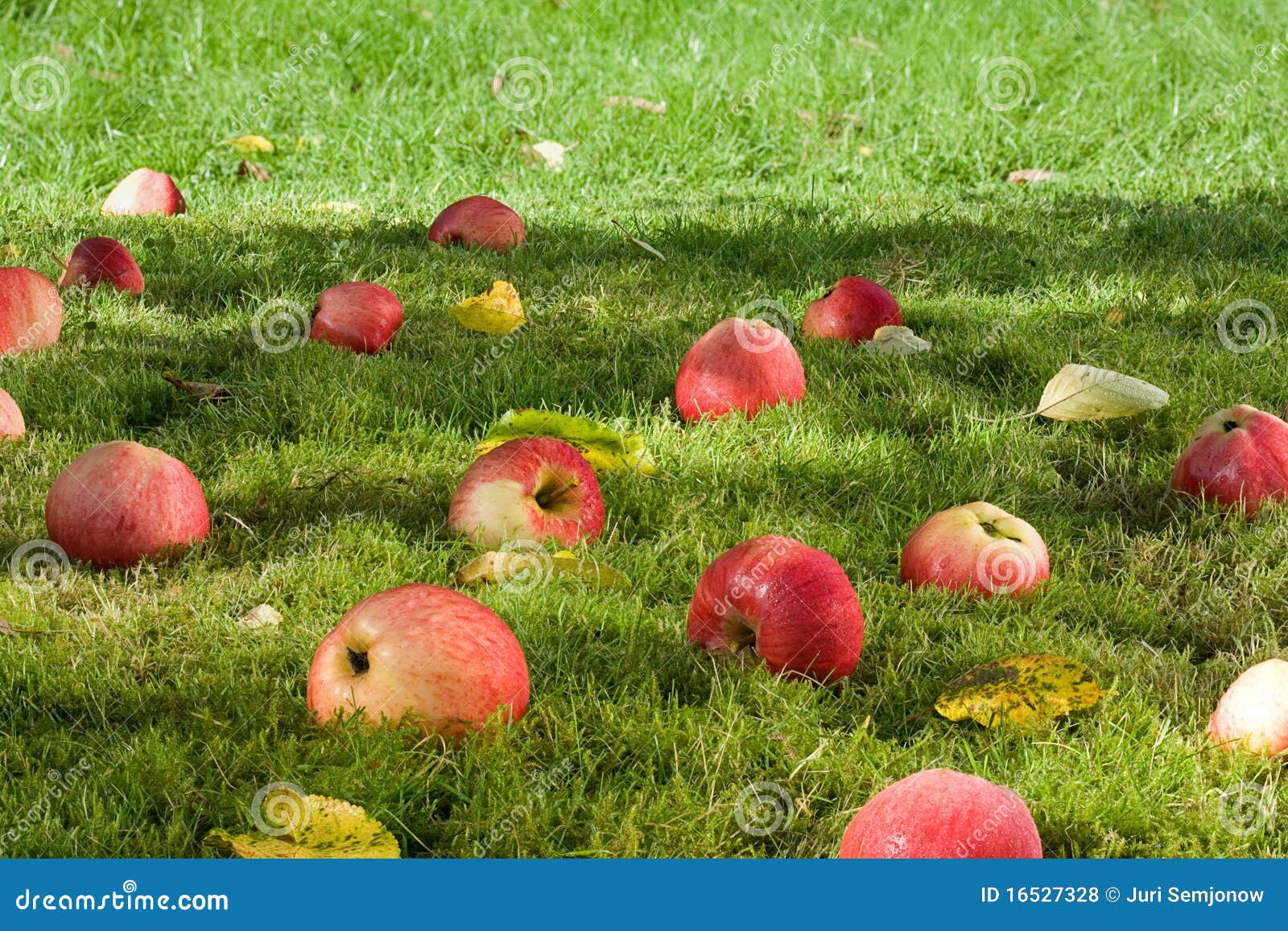 Fallen appless. stock photo. Image of falling, crop, autumn - 16527328