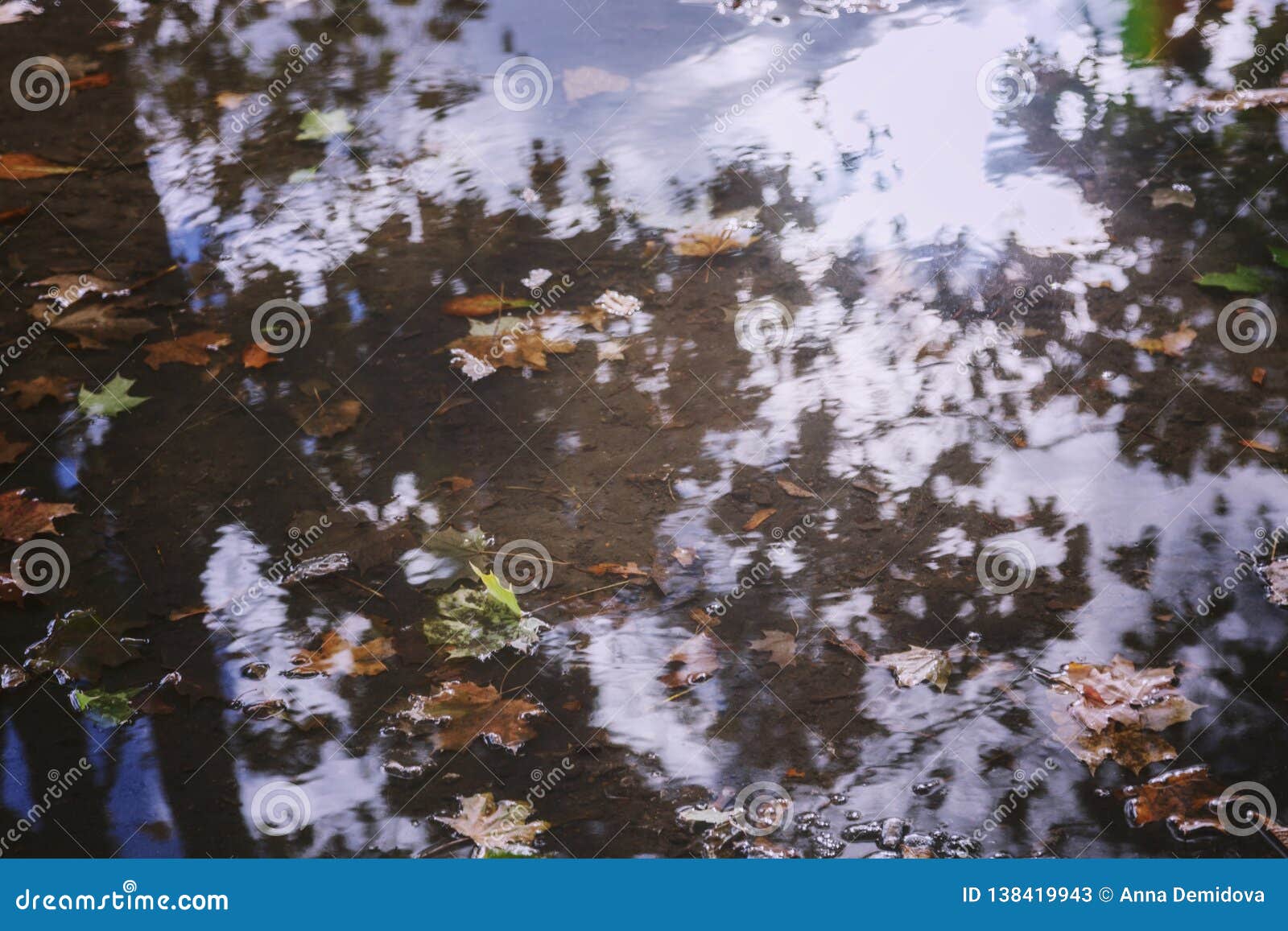 Fallen Autumn Leaves in a Puddle, Background Stock Image - Image of ...