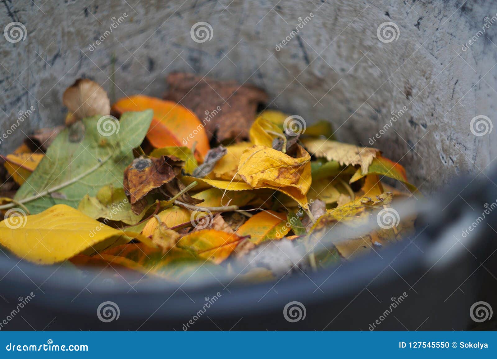 Fallen Autumn Foliage in a Bucket Stock Photo - Image of bucket, color ...